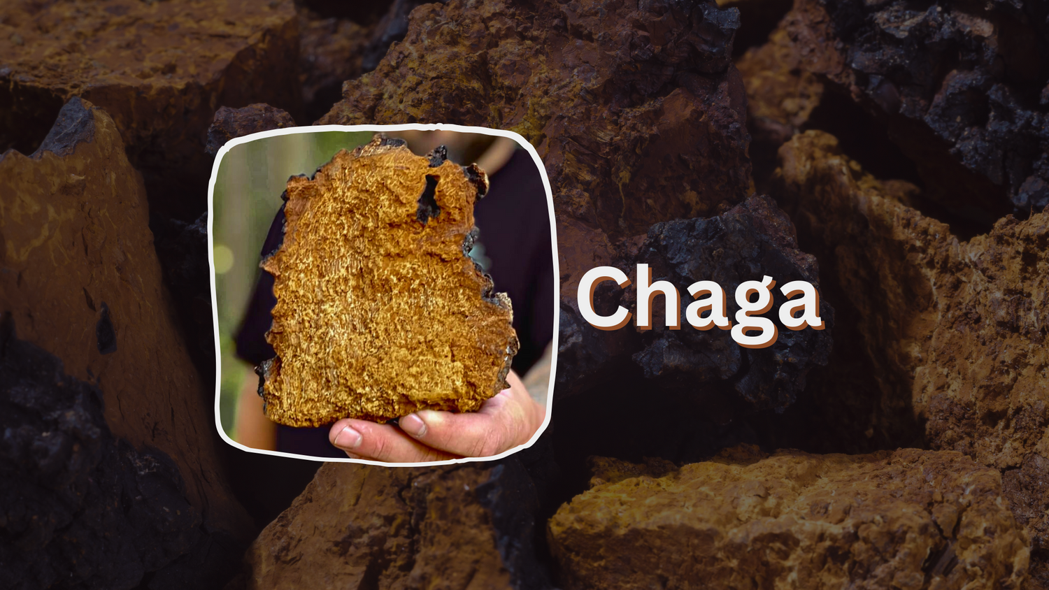 Discover Chaga - A Wild Grown Medicine – The Mushroom Pharm